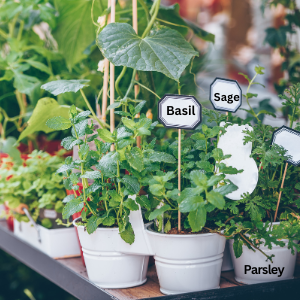 Beginner Guide To Growing An Italian Herb Garden - Vita Rustica
